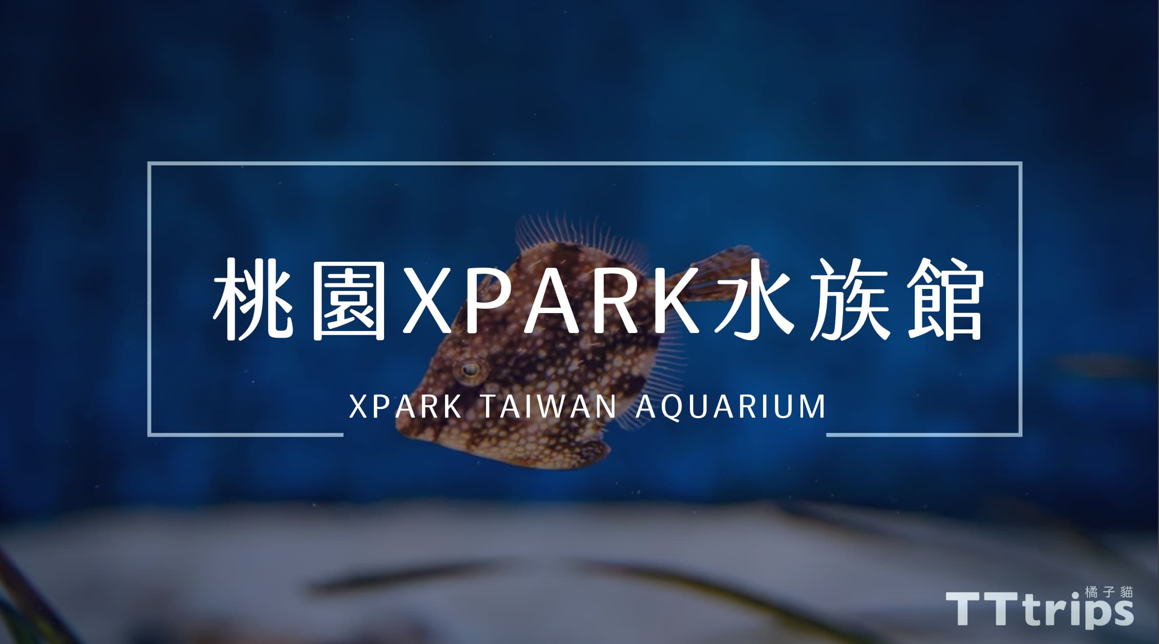 Xpark Taiwan Aquarium Travel Guide | Ticket, Transportation, Feeding Show Schedule, Must-Visit ...